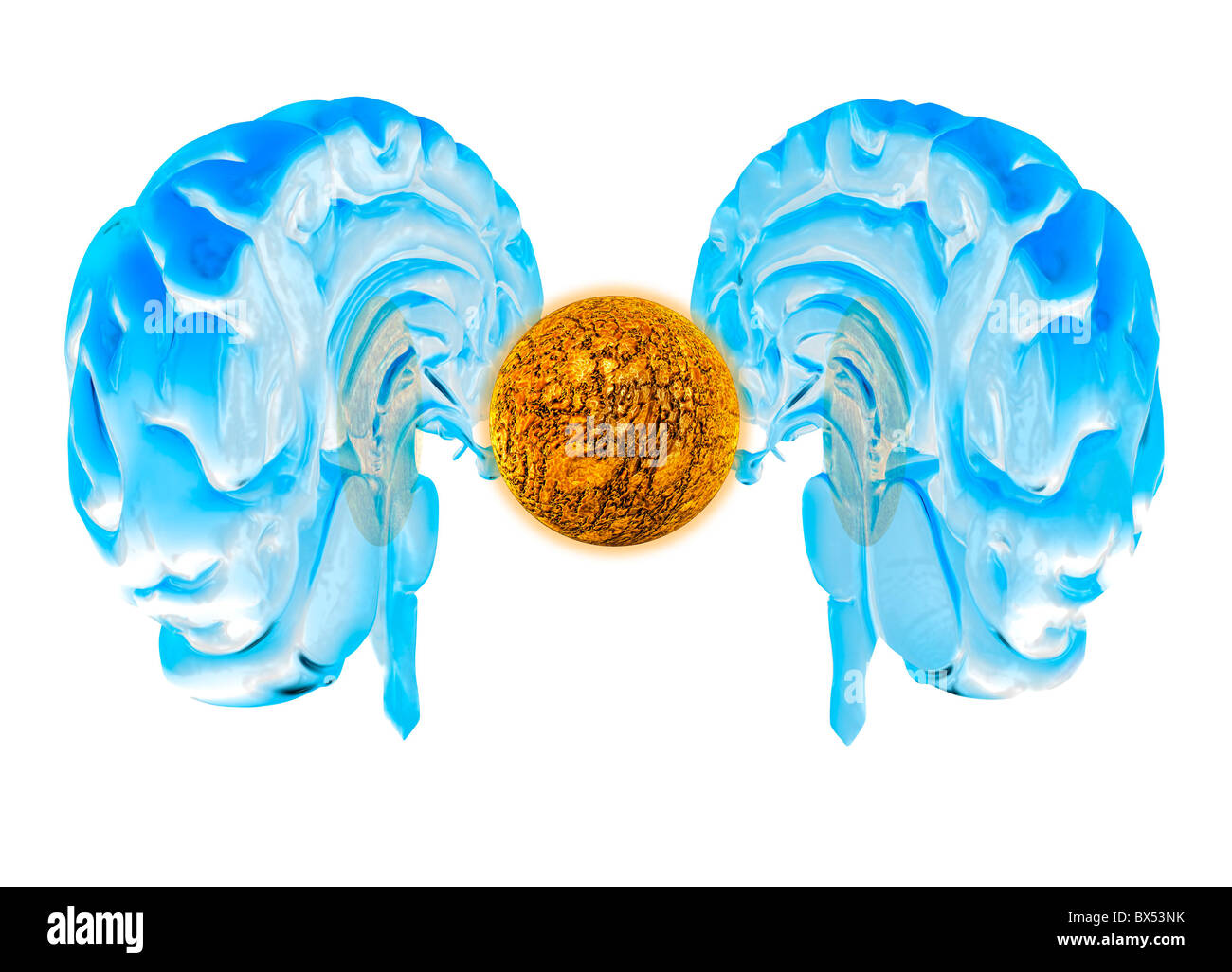 Brain tumor anatomy hi-res stock photography and images - Alamy