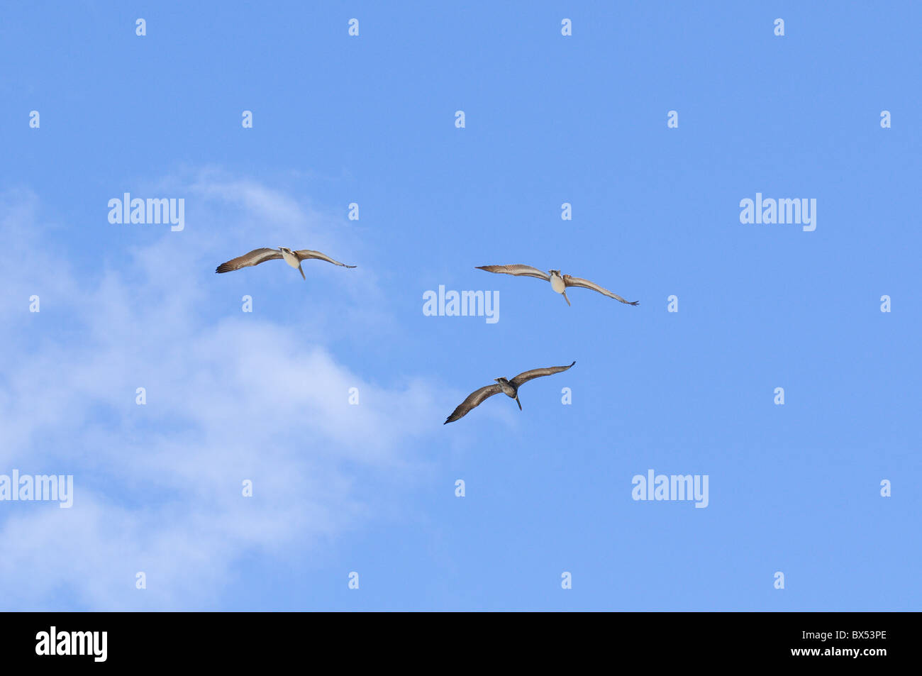 Birds soaring in the summer sky Stock Photo - Alamy