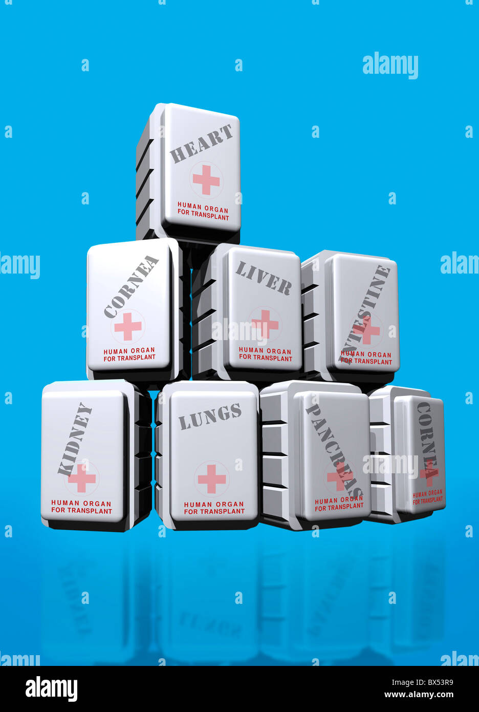 Transplant Organs High Resolution Stock Photography and Images - Alamy