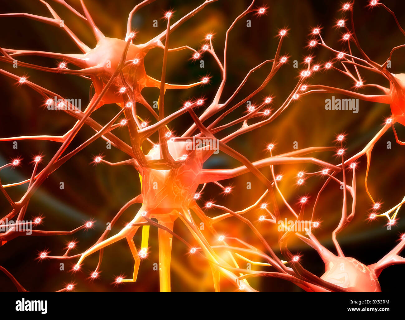 Nerve cells, artwork Stock Photo - Alamy
