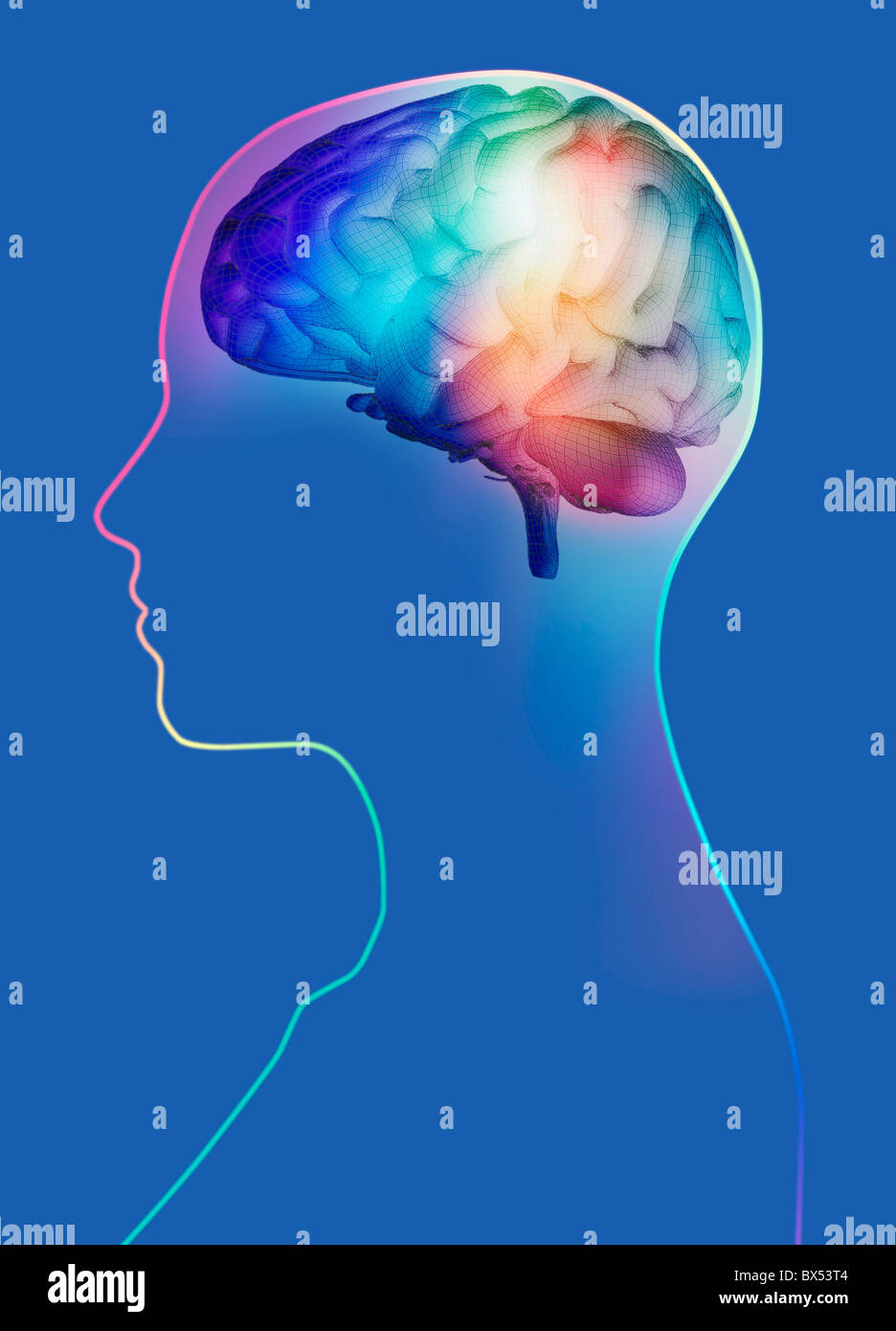 Human brain, artwork Stock Photo - Alamy