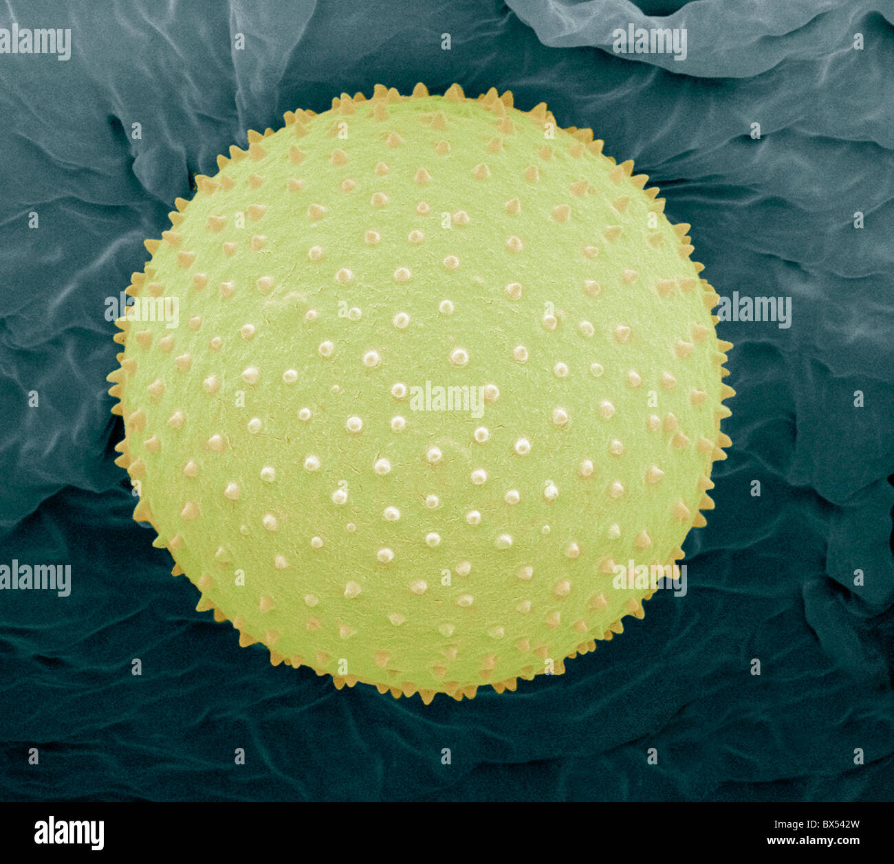 Pollen grains electron micrograph hi-res stock photography and images ...