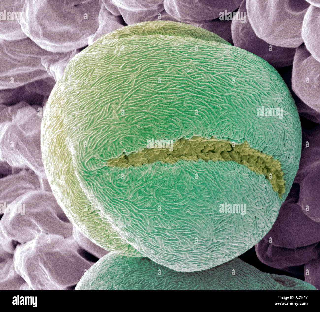 Pollen grains electron micrograph hi-res stock photography and images ...
