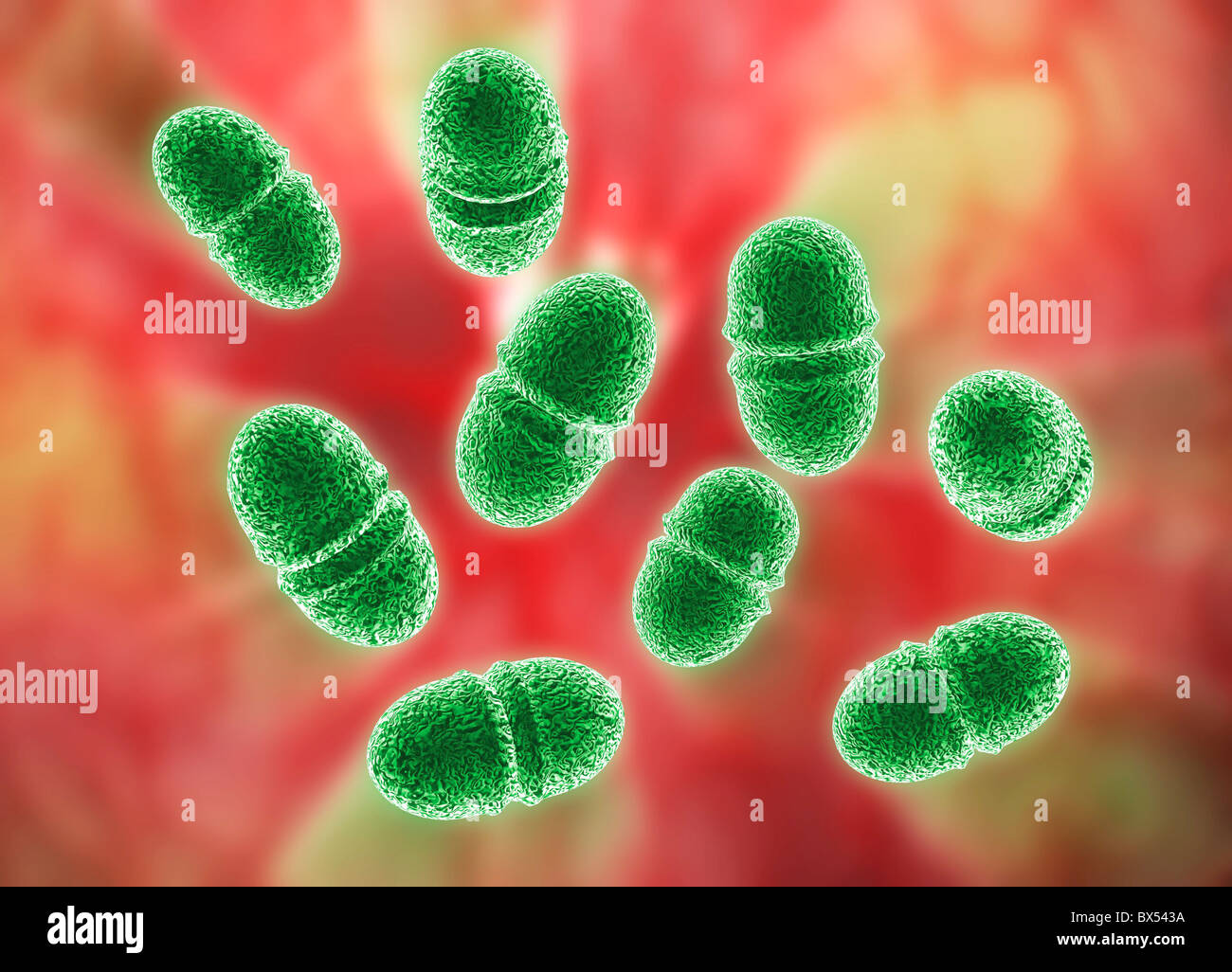 Enterococcus faecalis, bacteria, artwork Stock Photo - Alamy