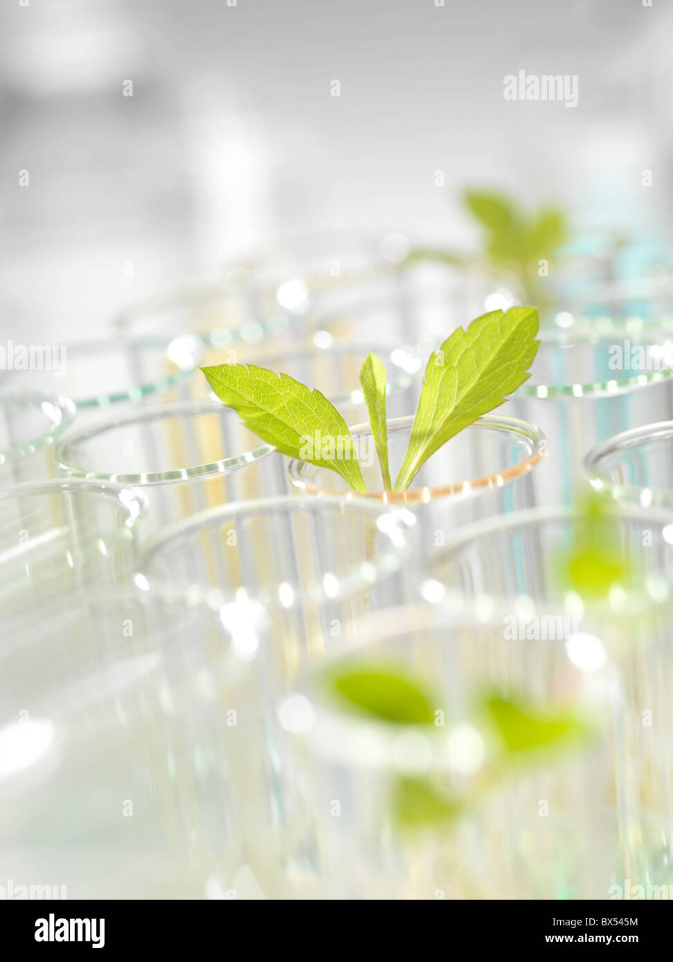Plant research, conceptual image Stock Photo - Alamy