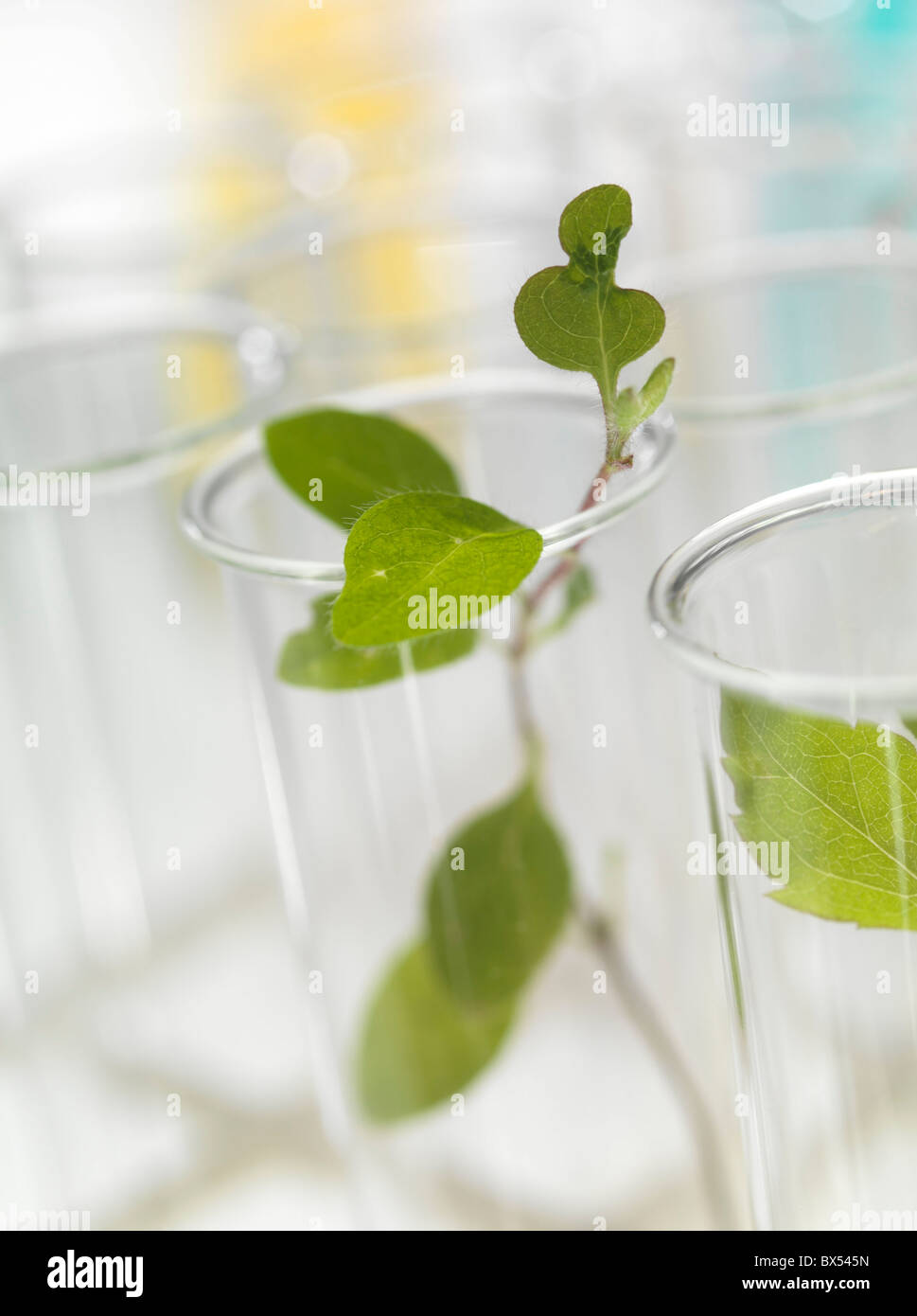 Plant research, conceptual image Stock Photo - Alamy