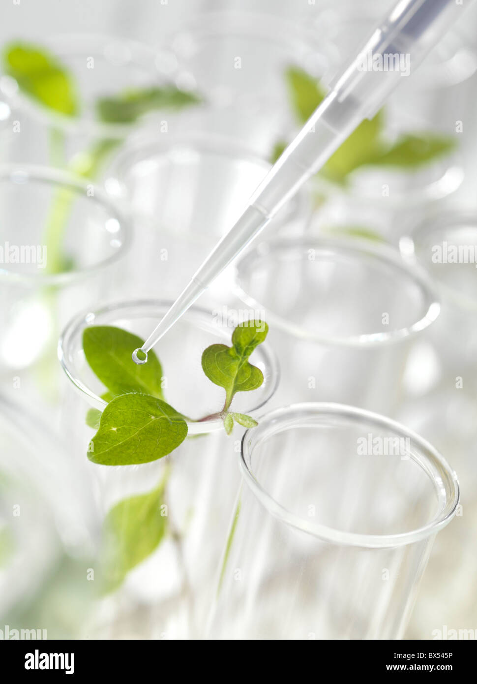 Plant research, conceptual image Stock Photo - Alamy