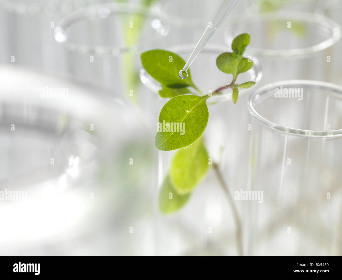Plant research, conceptual image Stock Photo - Alamy