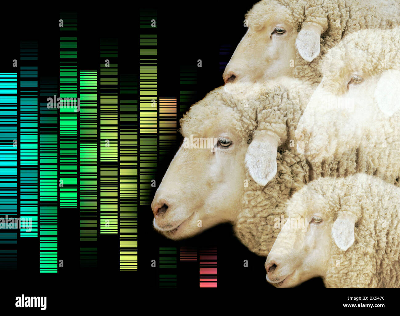Recombinant Dna Animals