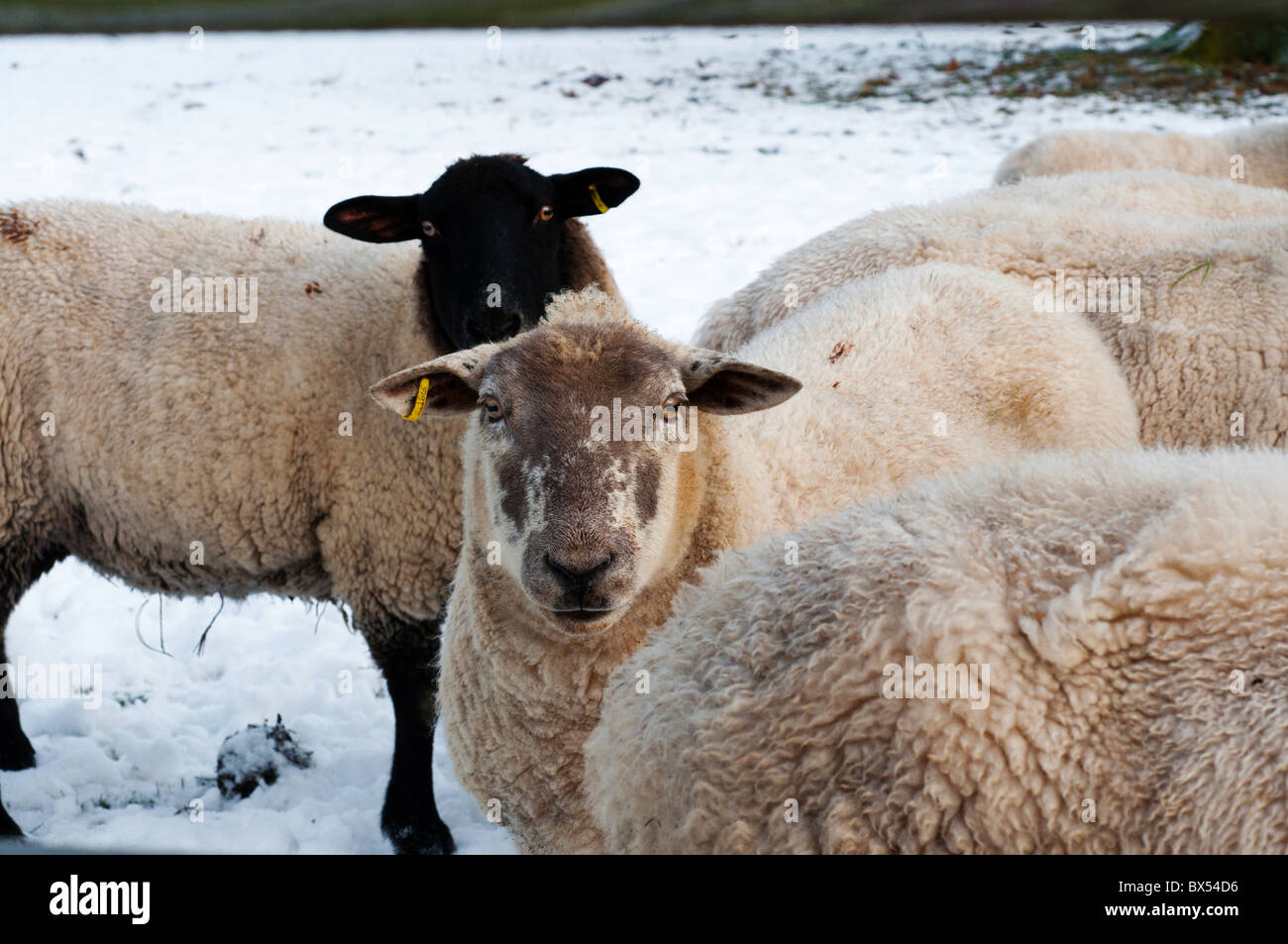sheep in the snow Stock Photo - Alamy