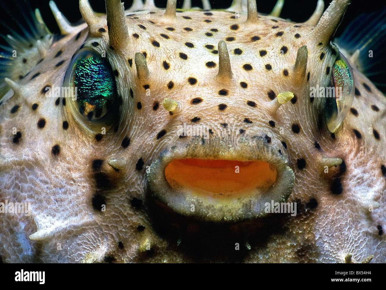 Close up of Pufferfish, Roatan, Bay Islands, Honduras Stock Photo - Alamy