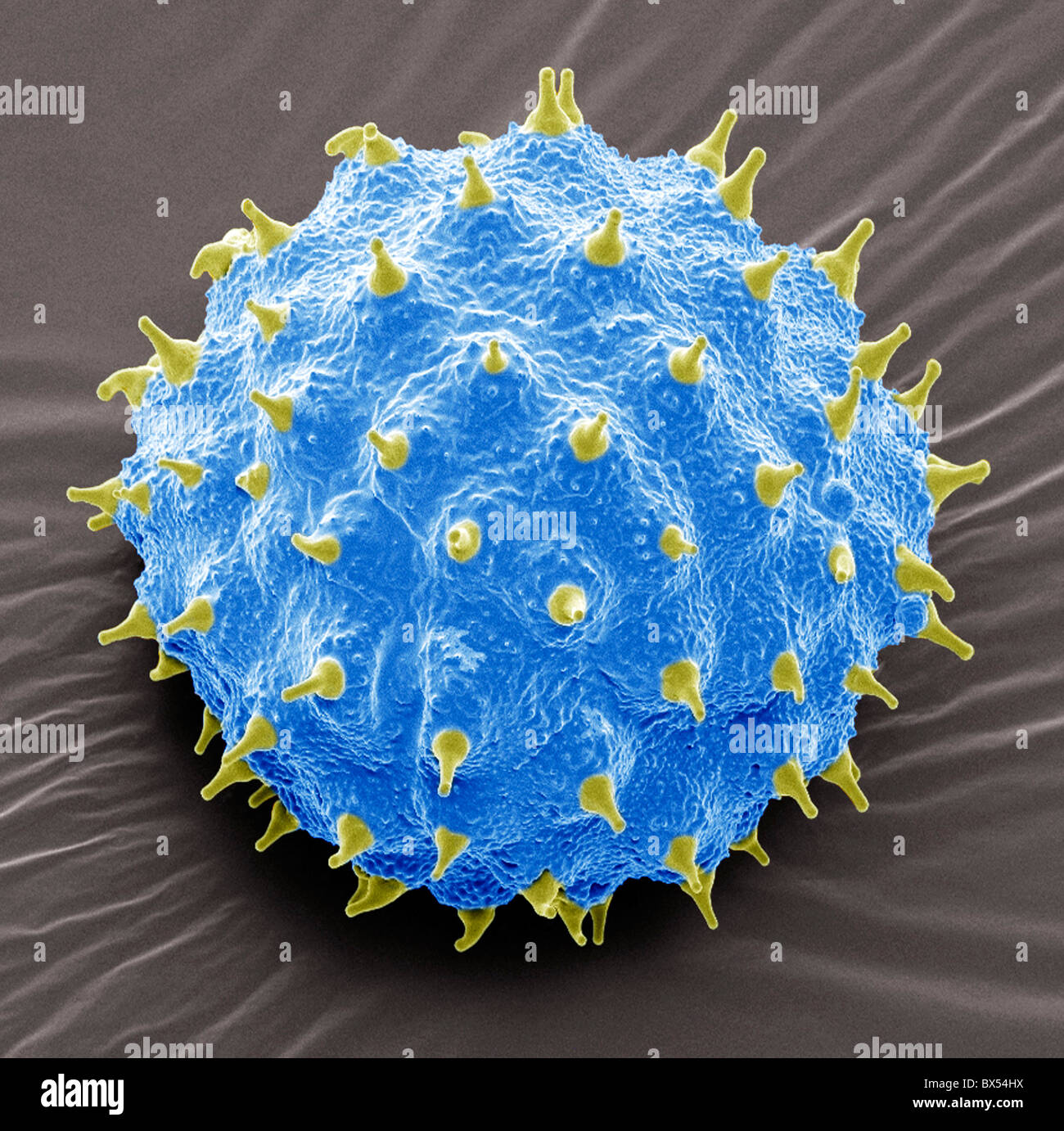 Pollen sem hi-res stock photography and images - Alamy