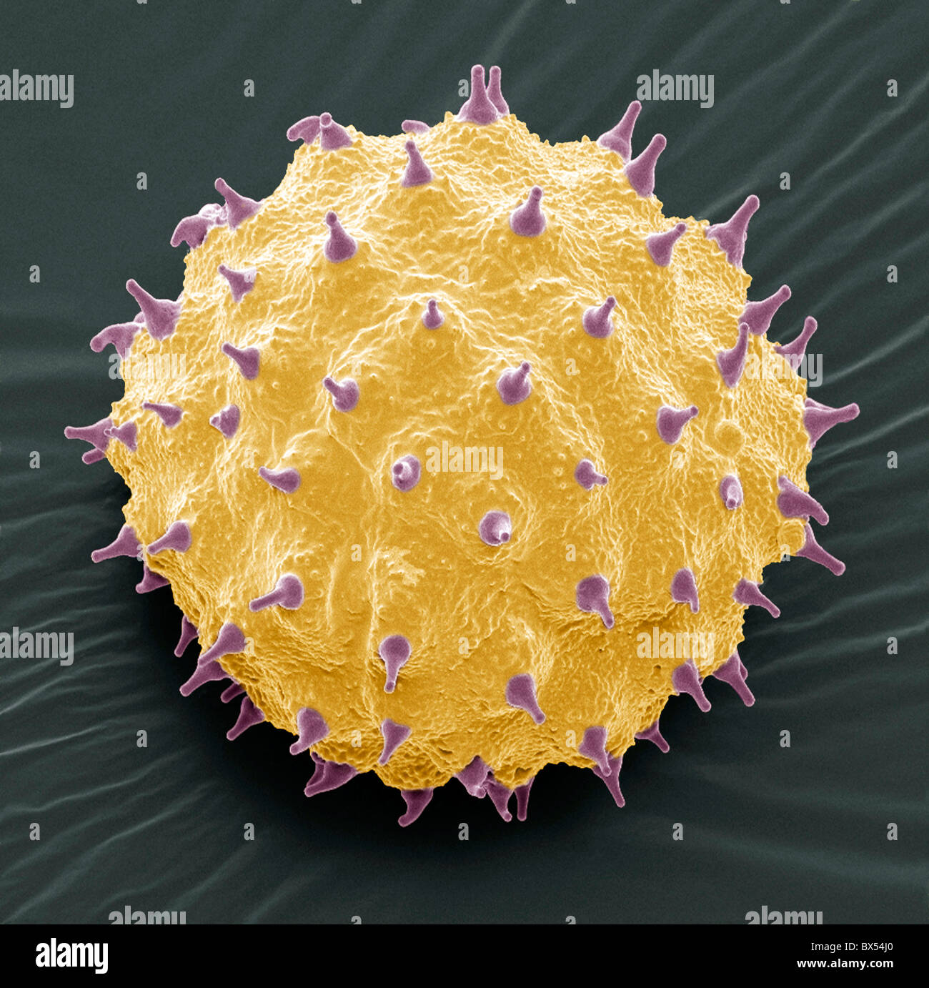 Pollen grains electron micrograph hi-res stock photography and images ...