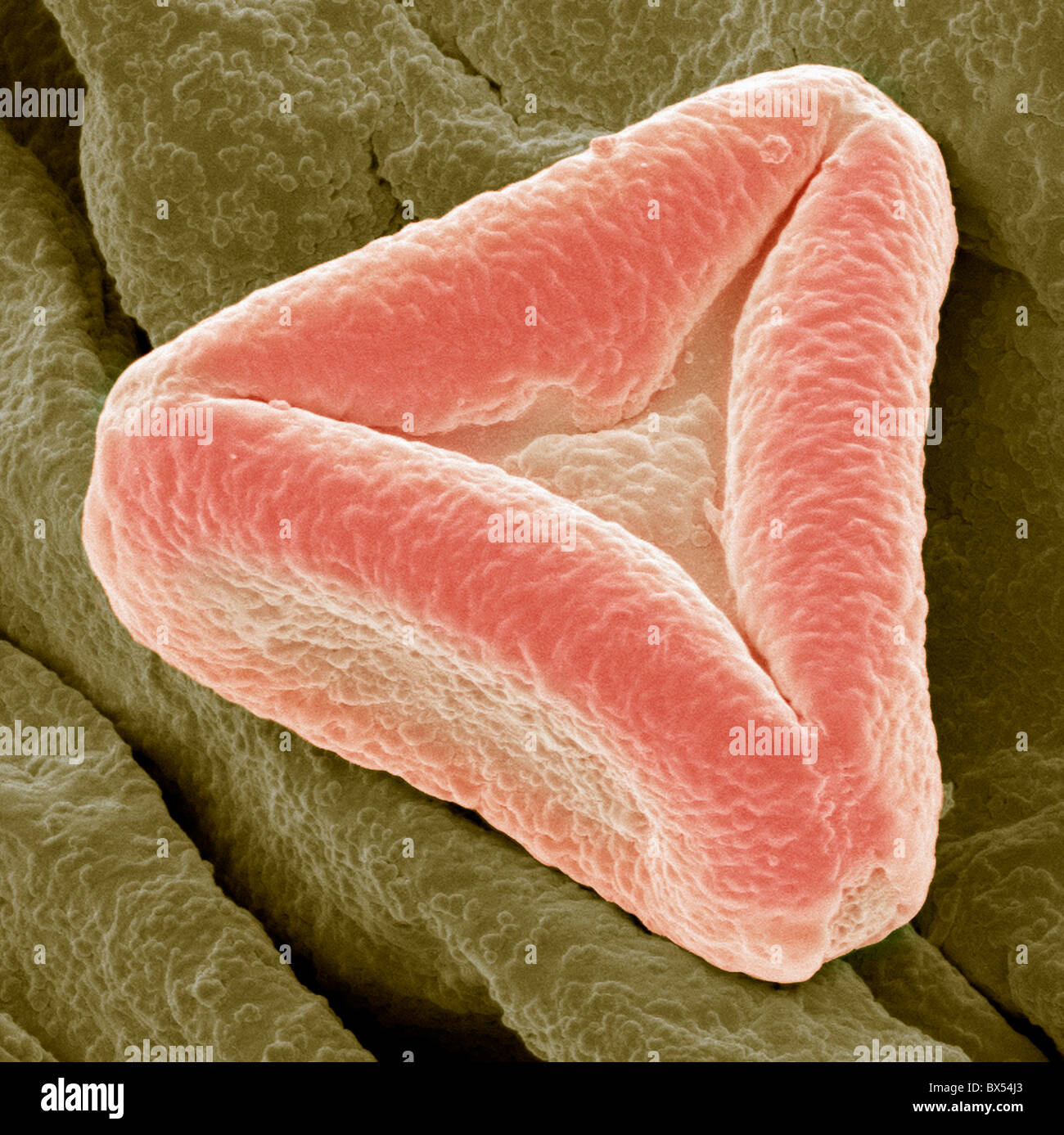Pollen grains electron micrograph hi-res stock photography and images ...