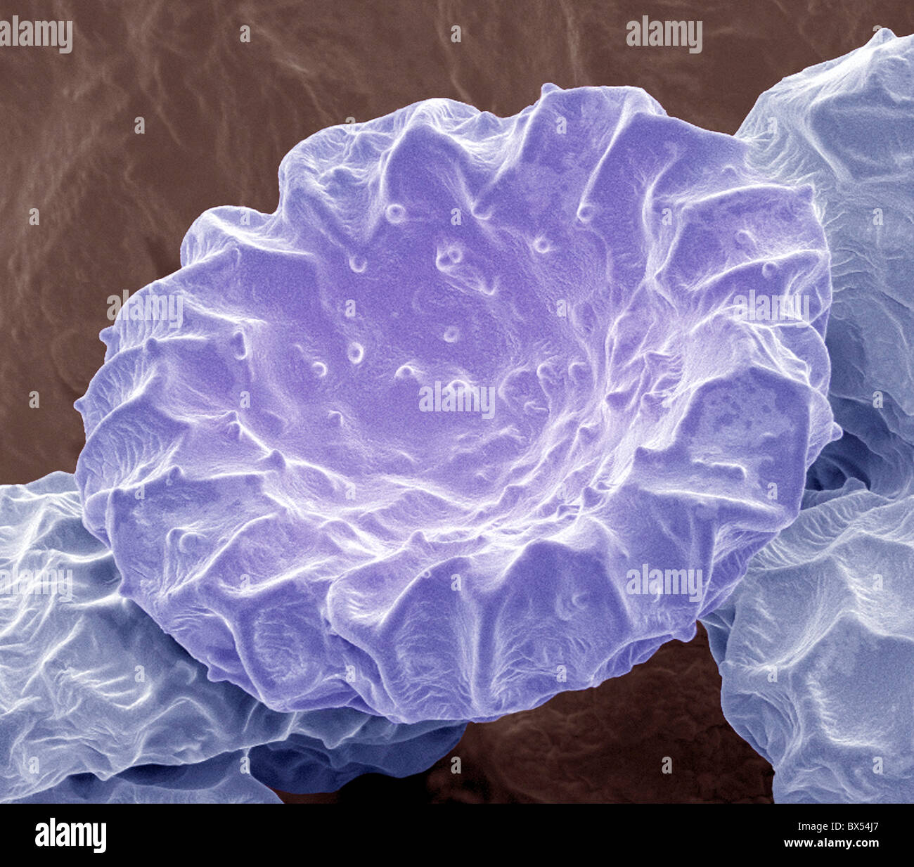 Pollen grains electron micrograph hi-res stock photography and images ...