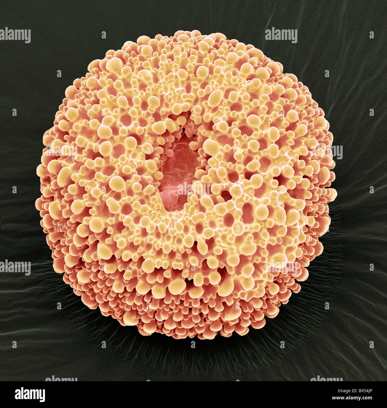 Pollen grains electron micrograph hi-res stock photography and images ...