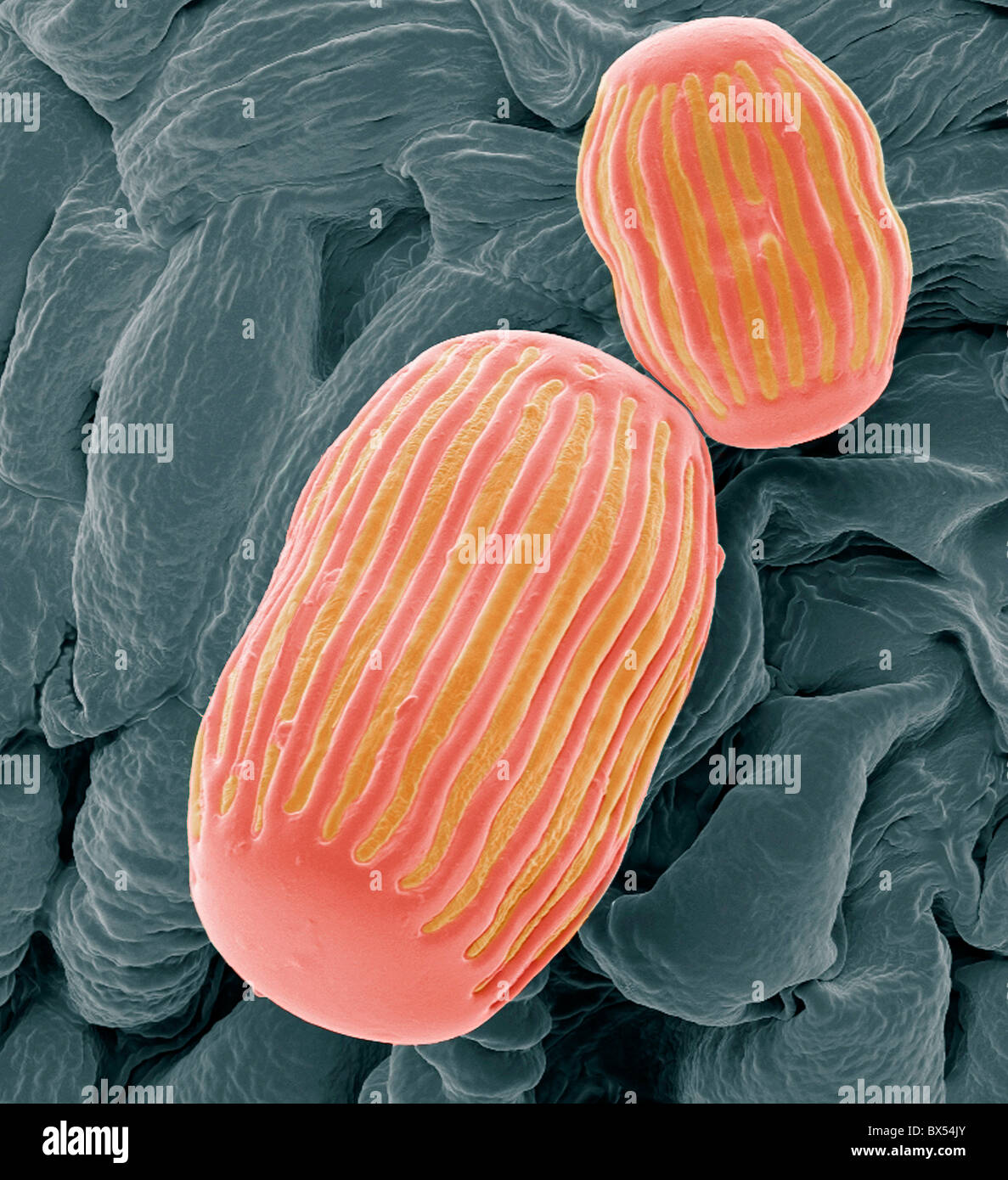 Pollen grains electron micrograph hi-res stock photography and images ...