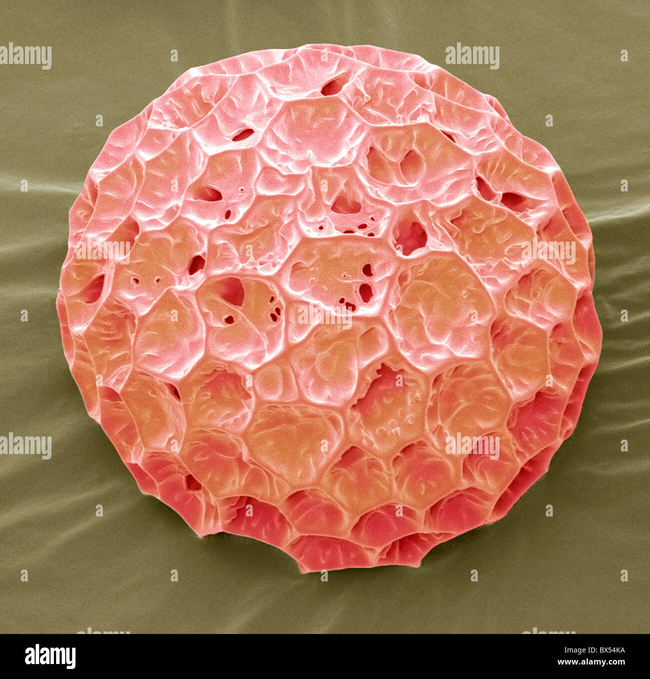 Pollen sem hi-res stock photography and images - Alamy