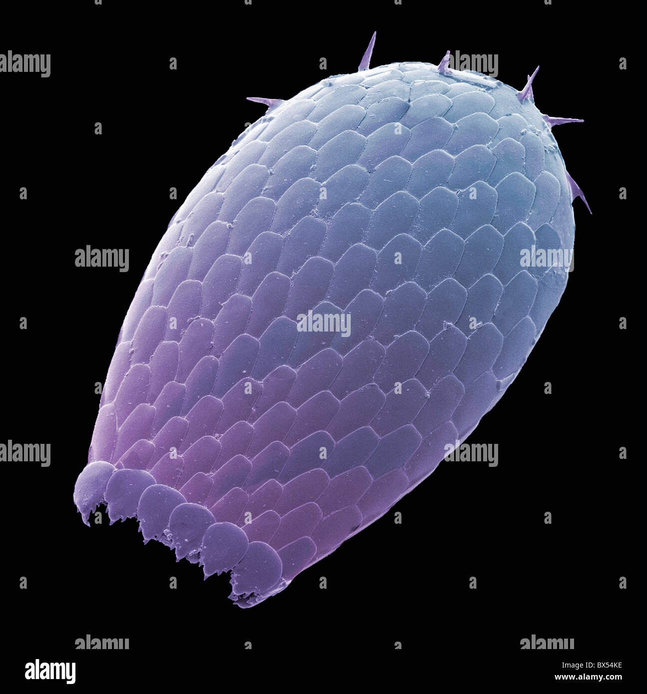 Amoebae sem hi-res stock photography and images - Alamy