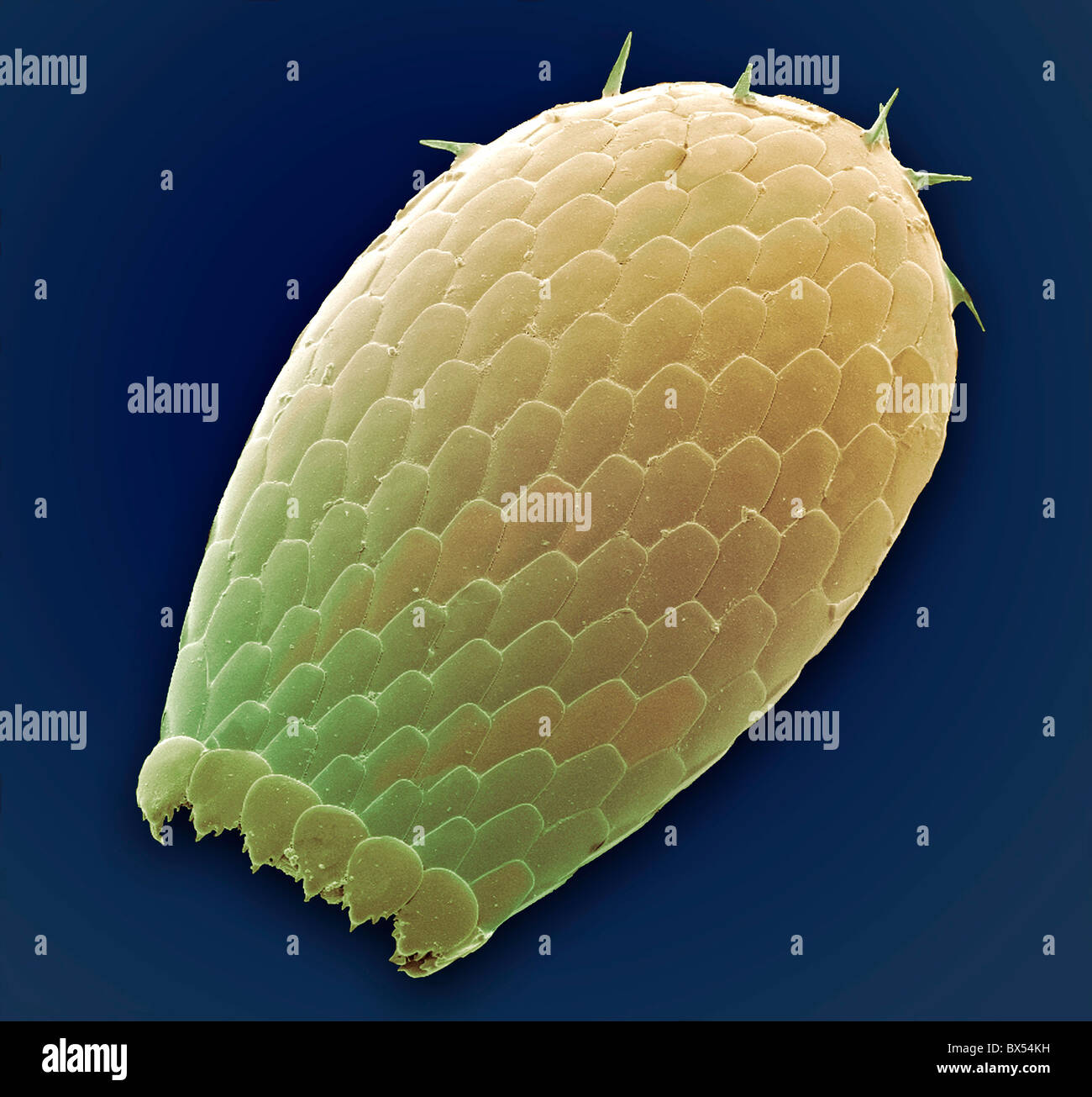 Amoeba Micrograph High Resolution Stock Photography and Images - Alamy