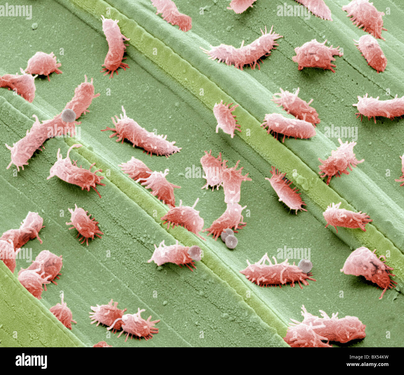 Stagnant water bacteria, SEM Stock Photo - Alamy