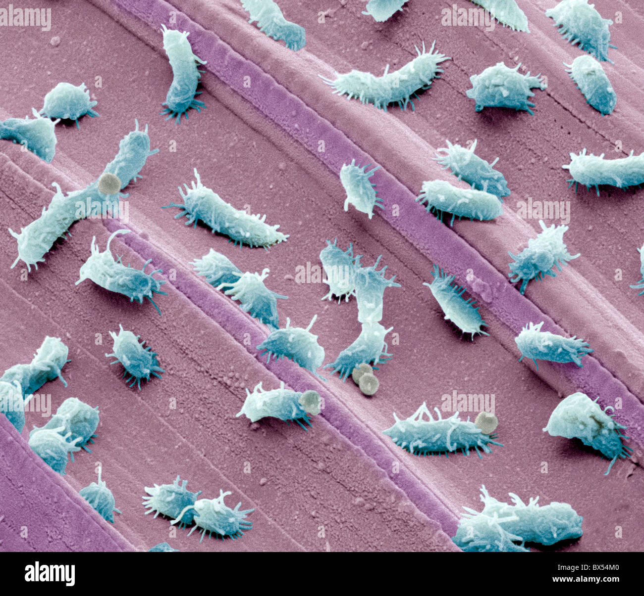 Illness dangerous bacteria hi-res stock photography and images - Alamy
