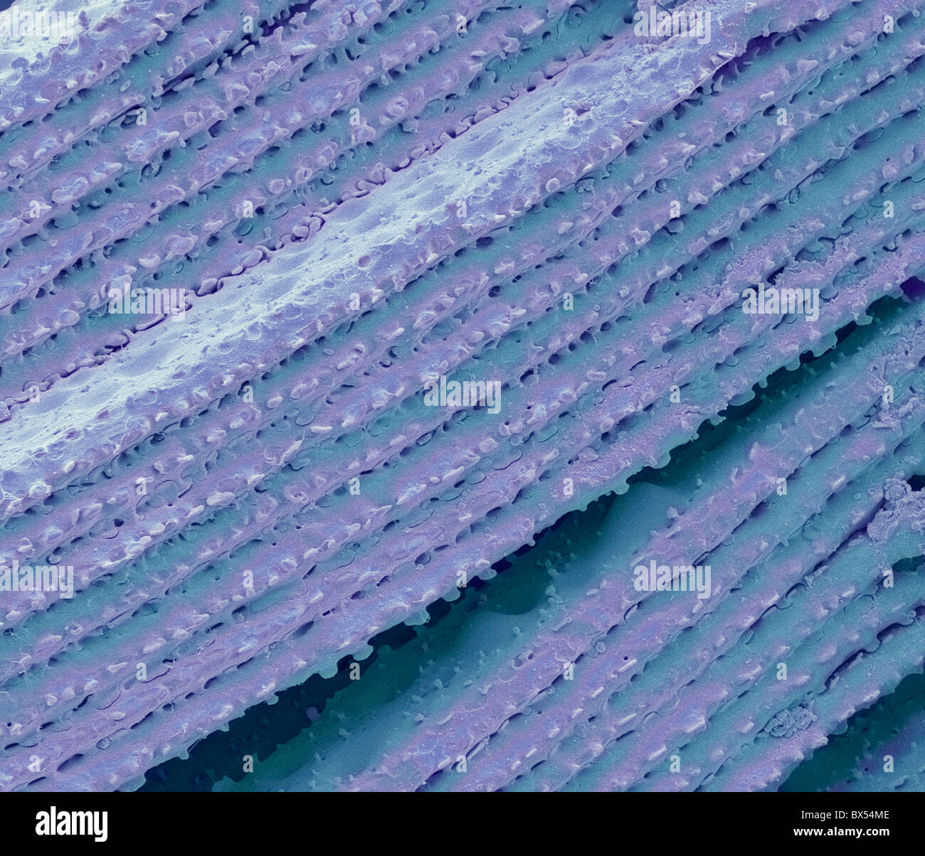 Scanning electron micrographs lens hi-res stock photography and images ...