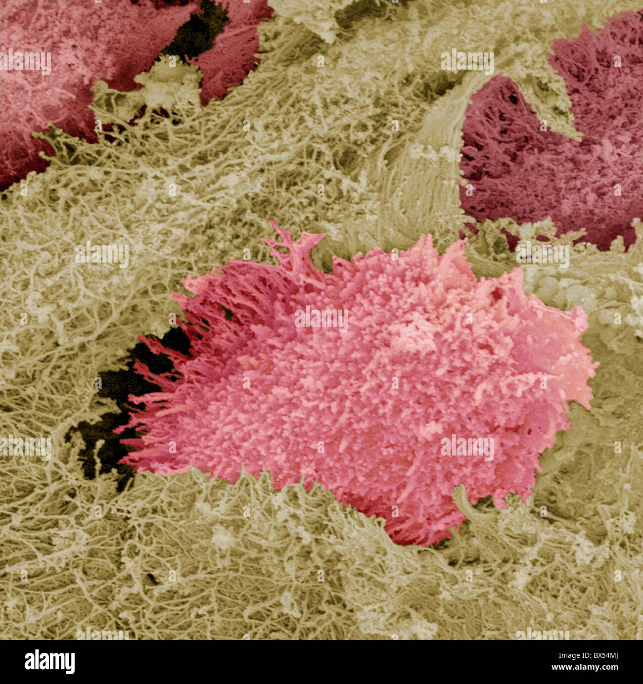 Cartilage cells micrograph hi-res stock photography and images - Alamy