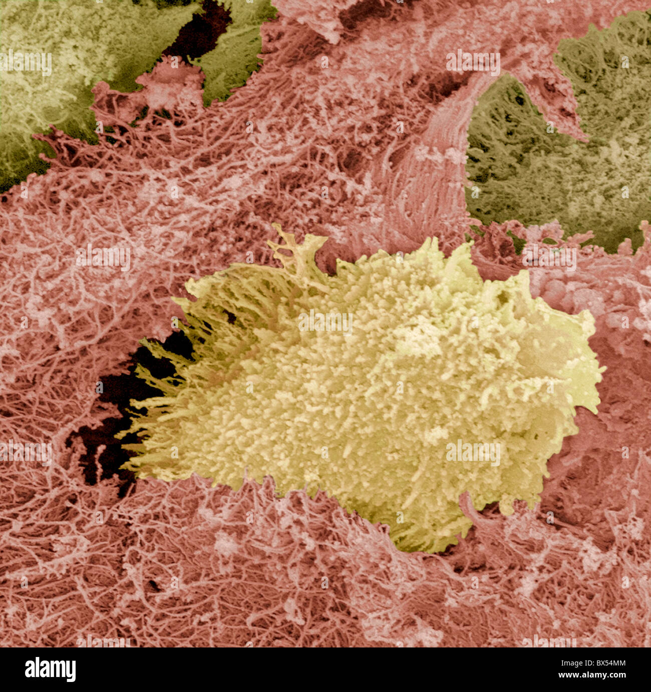Hyaline cartilage, SEM Stock Photo - Alamy