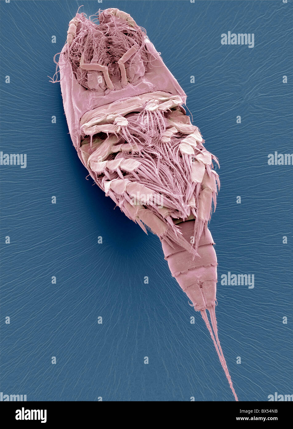 Copepod, SEM Stock Photo: 33304919 - Alamy