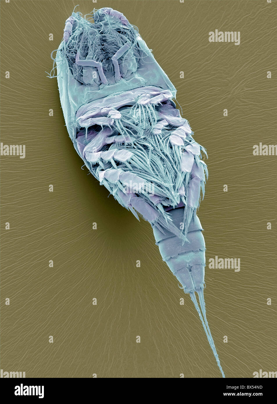 Copepod sem hi-res stock photography and images - Alamy