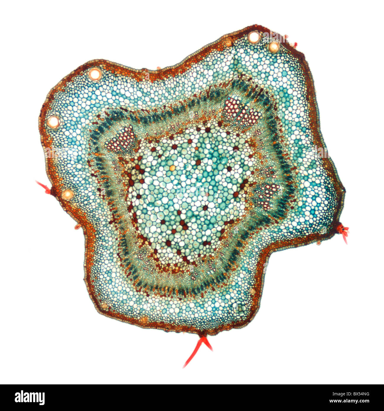 Stem cross section plant hi-res stock photography and images - Alamy