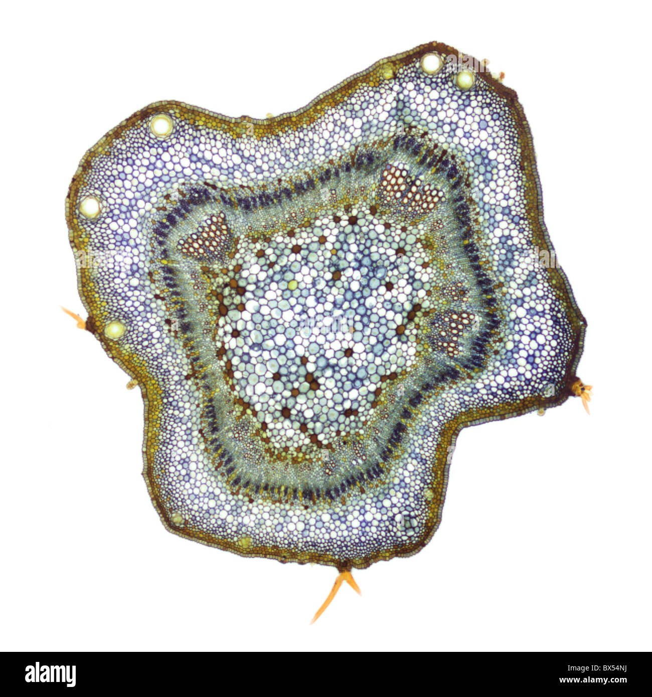 Cotton stem, light micrograph Stock Photo - Alamy Cotton stem, light micrograph Stock Photo - Alamy
