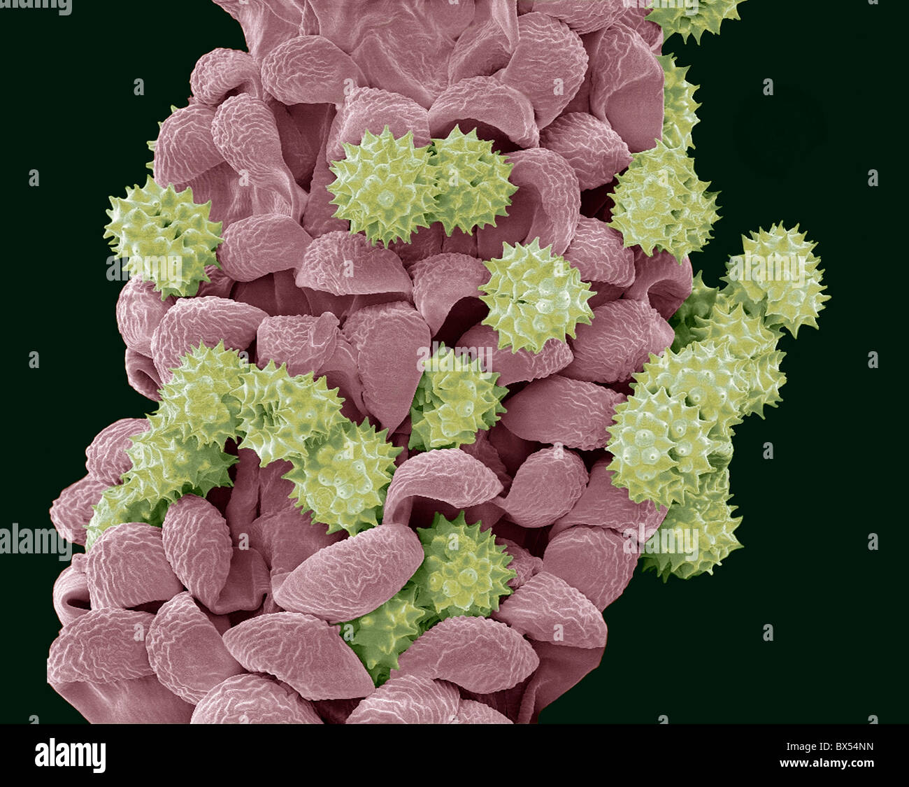 Common daisy anther, SEM Stock Photo - Alamy