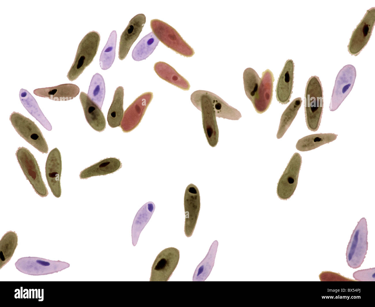 Paramecium scale hi-res stock photography and images - Alamy