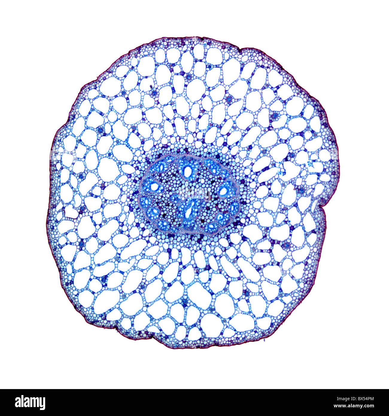 Pondweed stem, light micrograph Stock Photo - Alamy Pondweed stem, light micrograph Stock Photo - Alamy