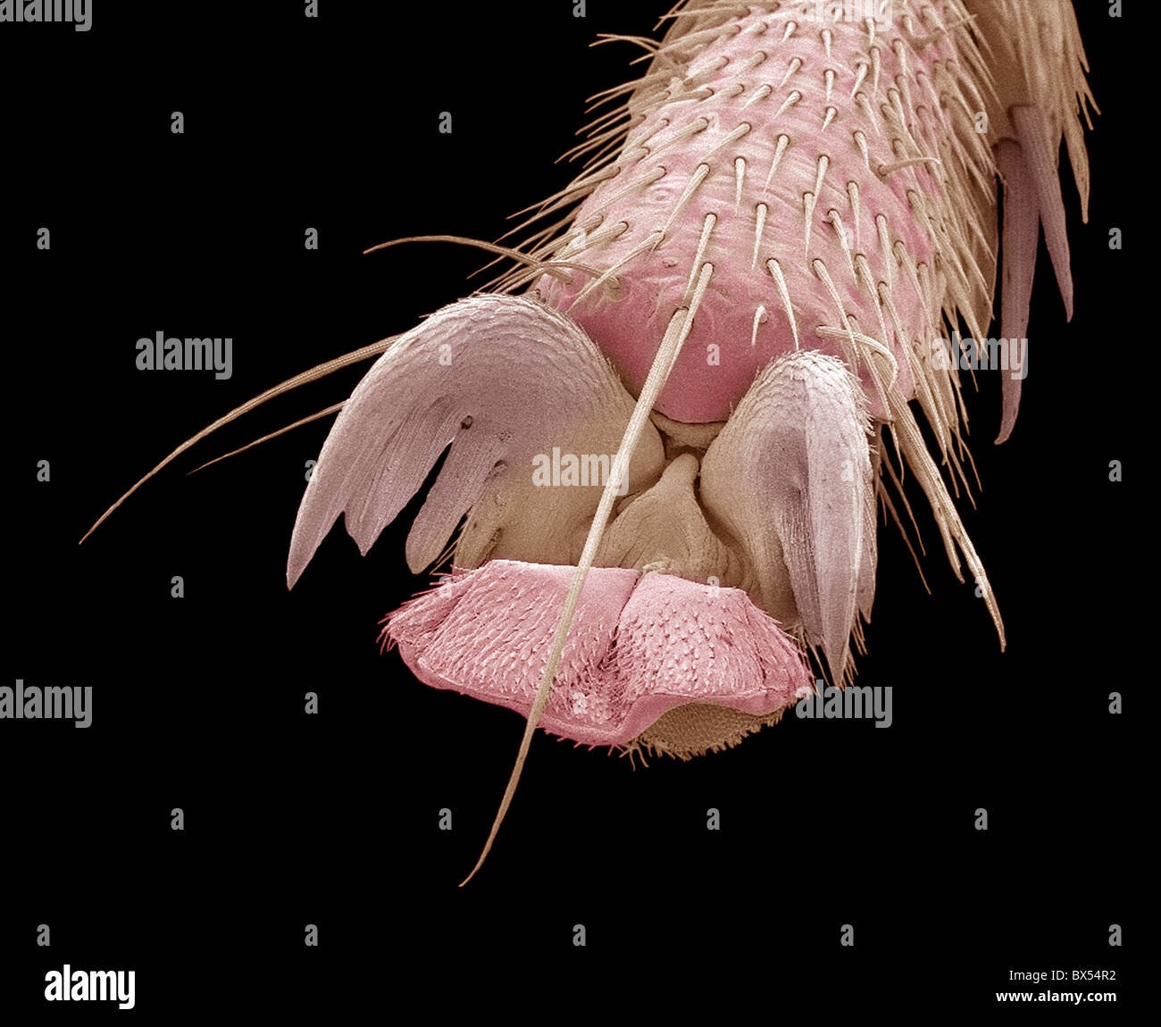 Insects foot micrograph hi-res stock photography and images - Alamy