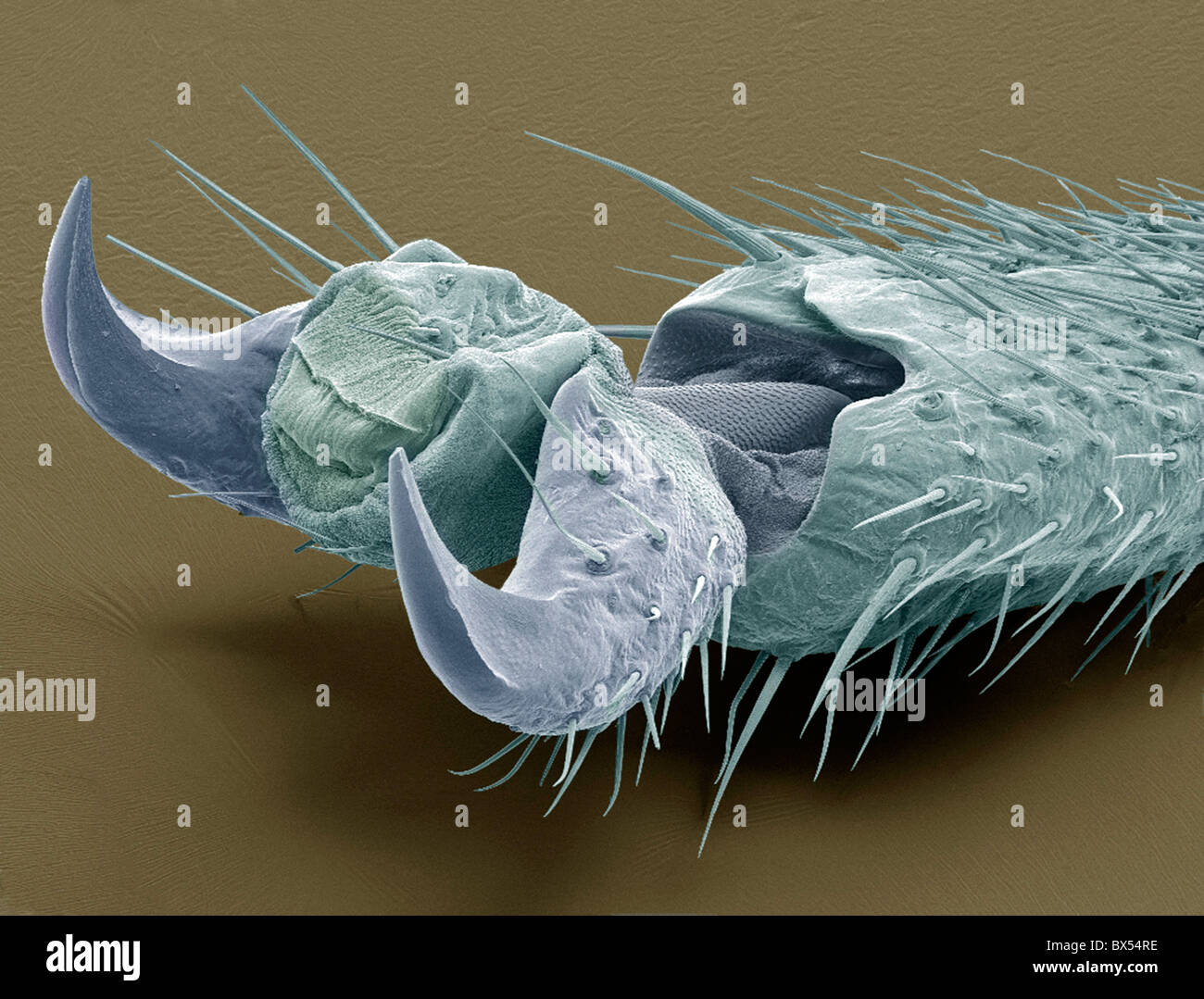 Insect claws hi-res stock photography and images - Alamy