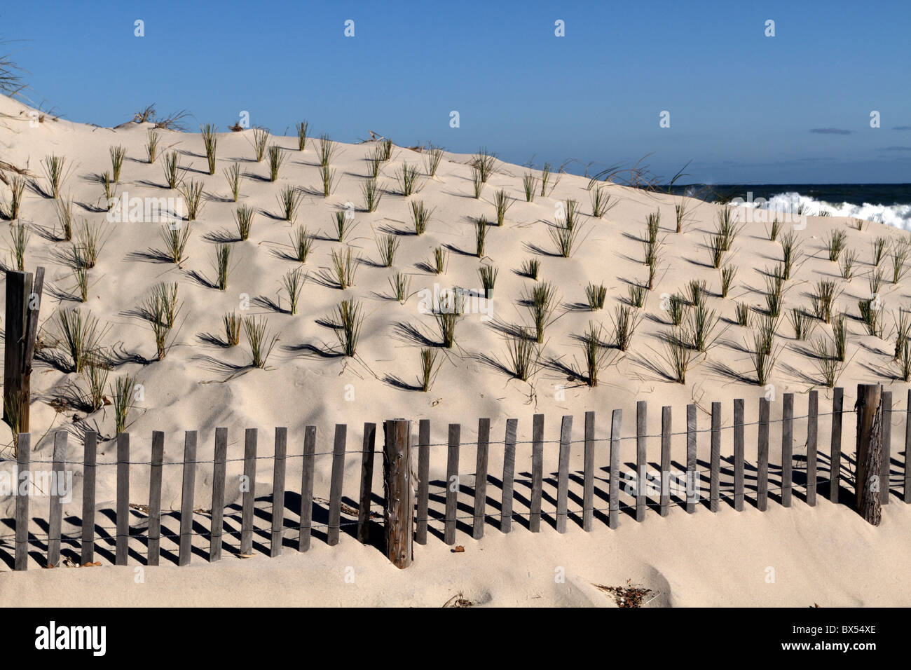 Beach conservation and restoration. Planting of seagrass on a sand dune ...