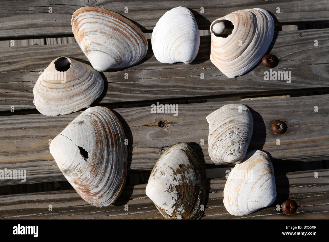 Clam shell seat hi-res stock photography and images - Alamy