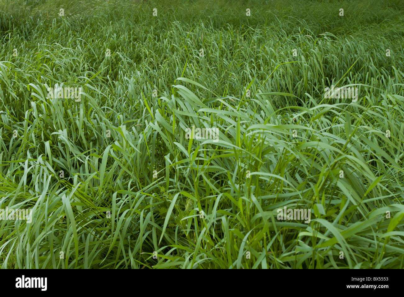 Long Grass blowing in the wind Stock Photo - Alamy