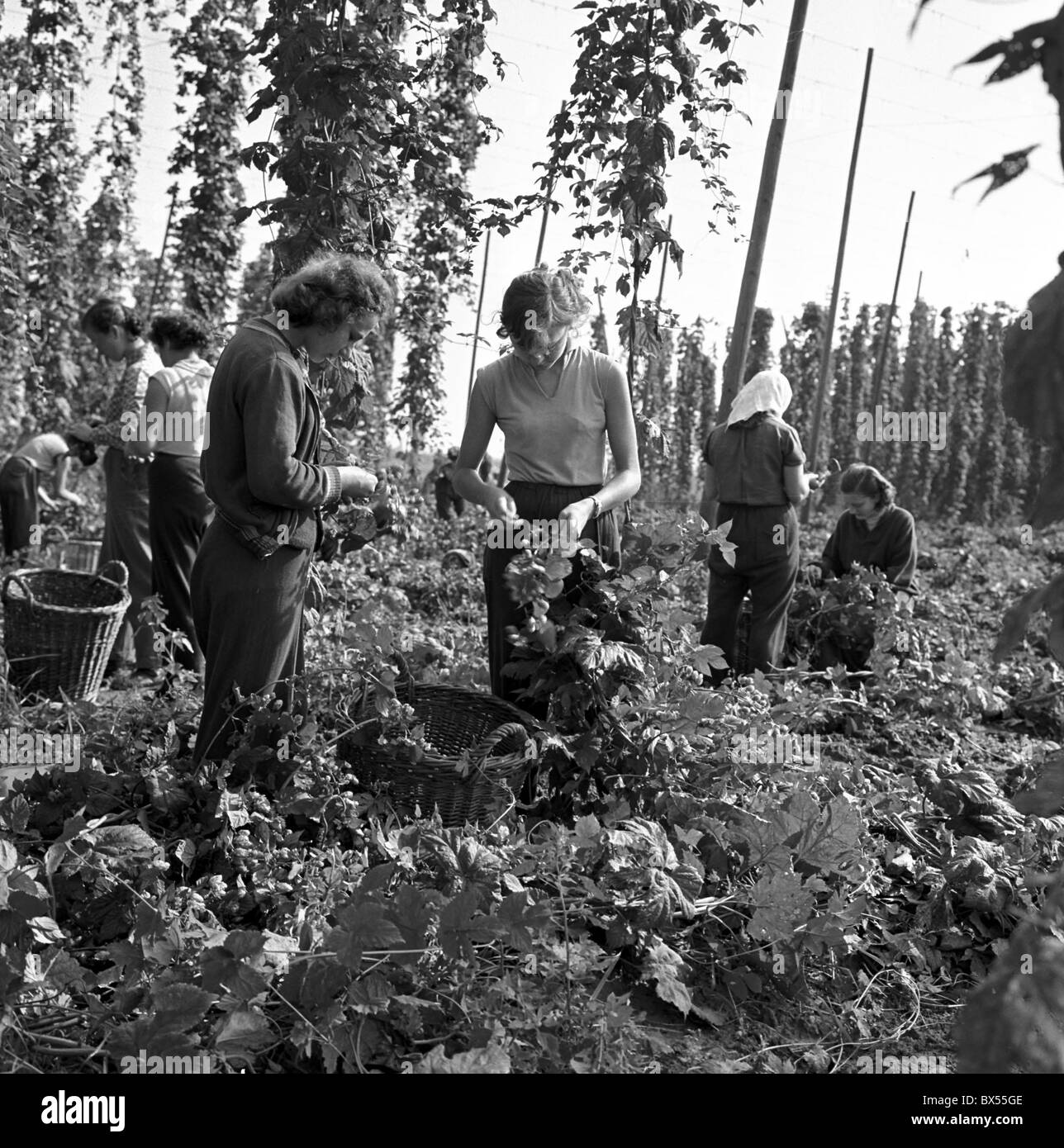 Hop gardens hi-res stock photography and images - Alamy