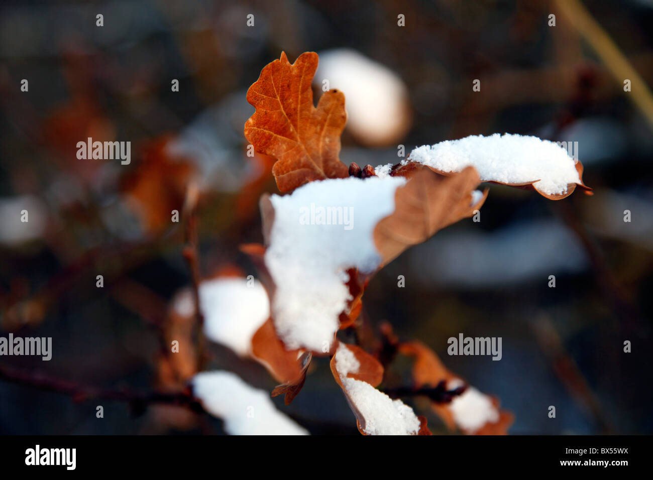 Winter, snow on plants Stock Photo - Alamy