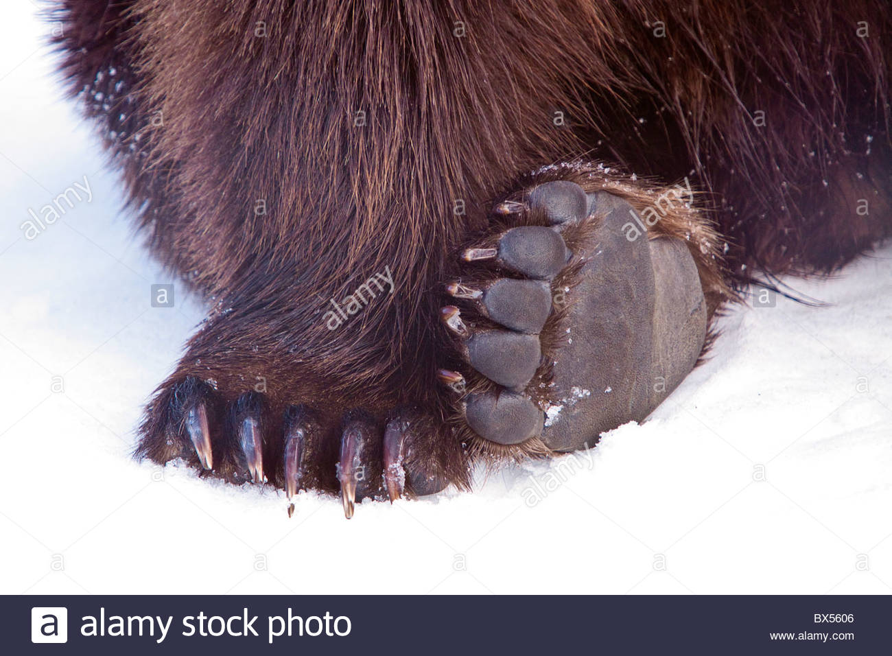 Bear High Resolution Stock Photography and Images - Alamy