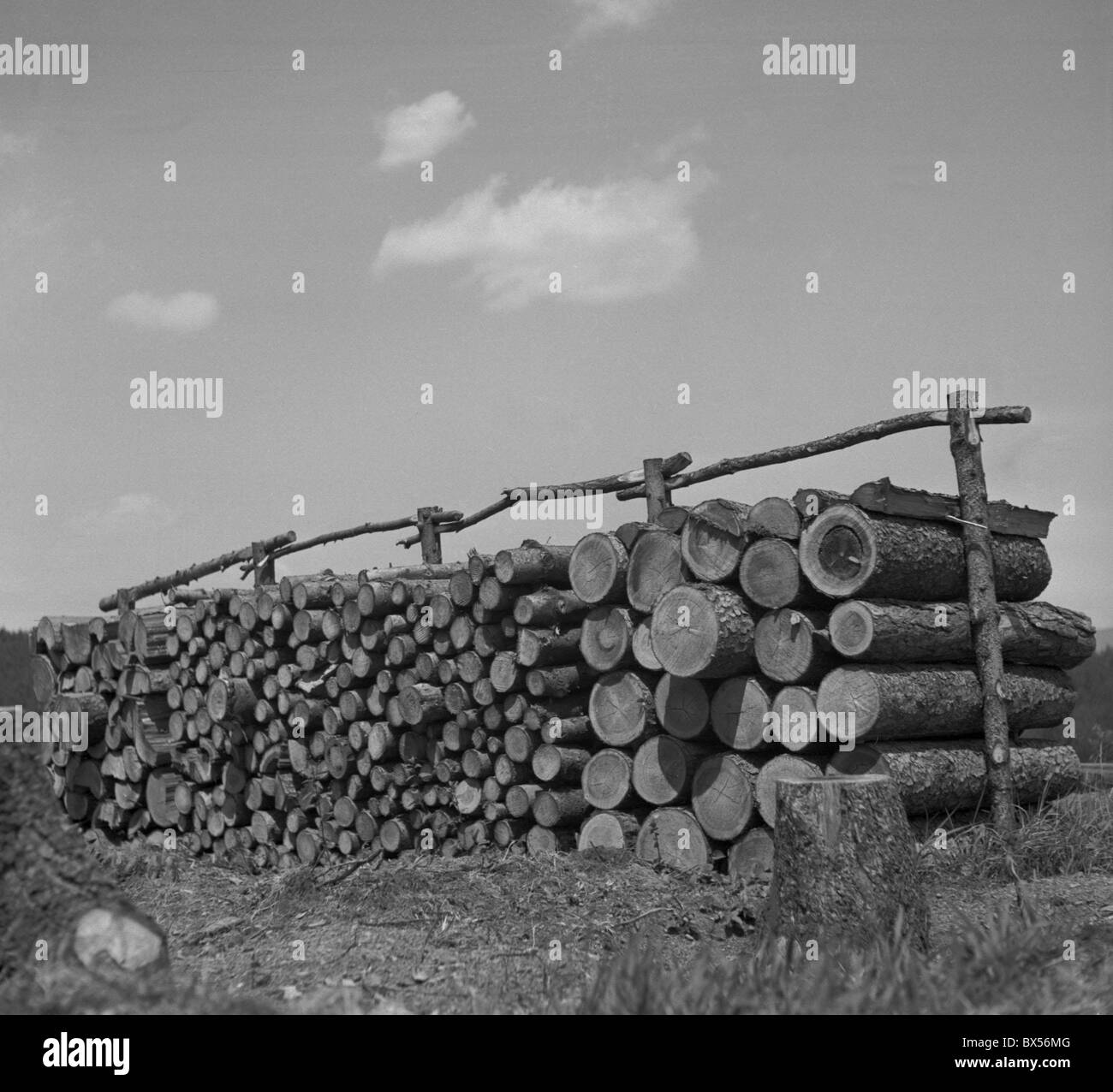 Czechoslovakia 1946, one meter logs stacked up and drying in air before ...