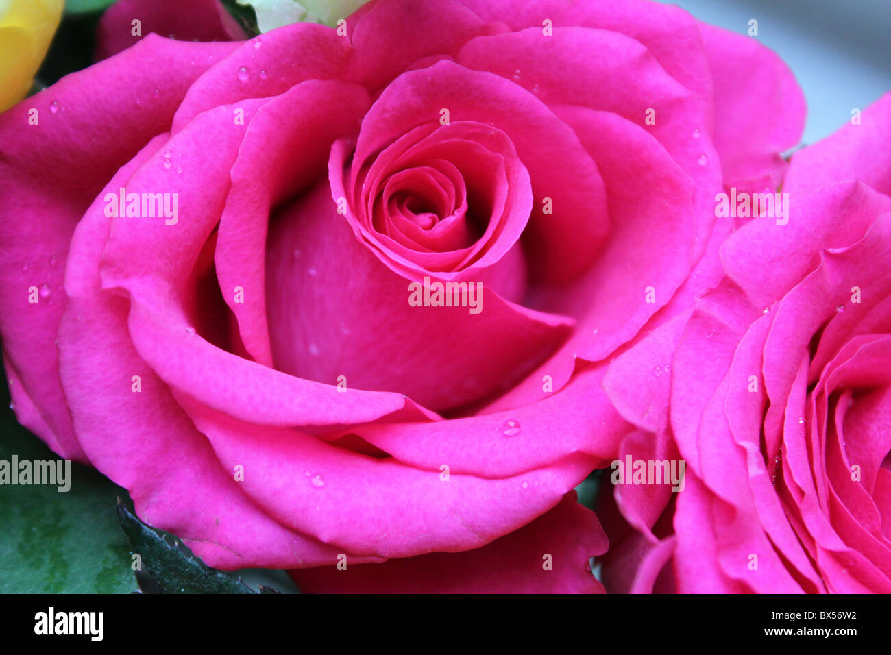 pink rose close up Stock Photo - Alamy
