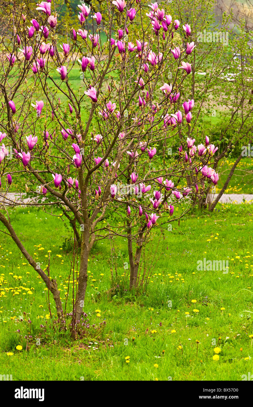 Magnolia tree in blossom Stock Photo - Alamy