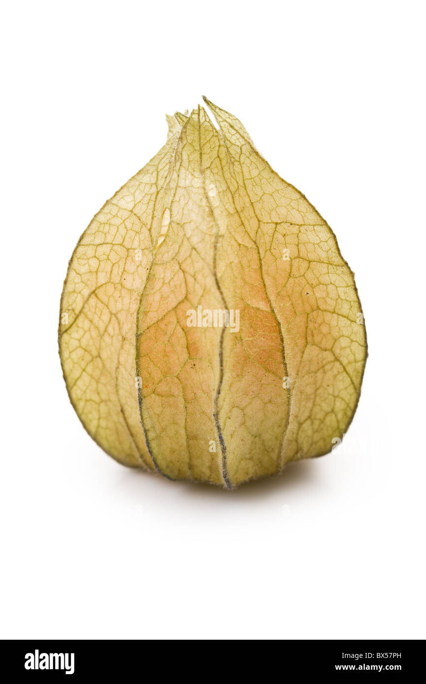 physalis fruit on white background Stock Photo - Alamy