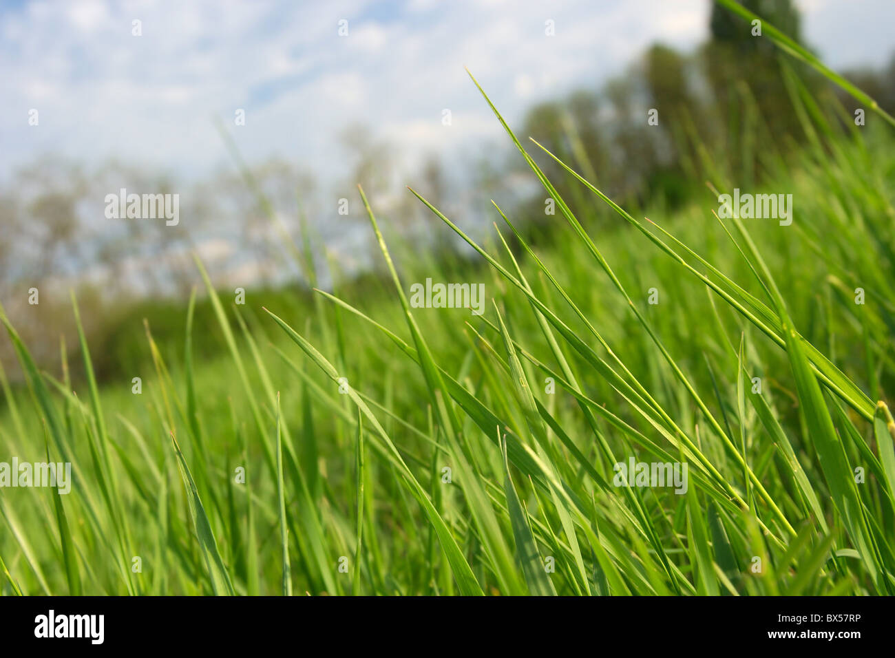 Green grass of a fresh open field Stock Photo - Alamy