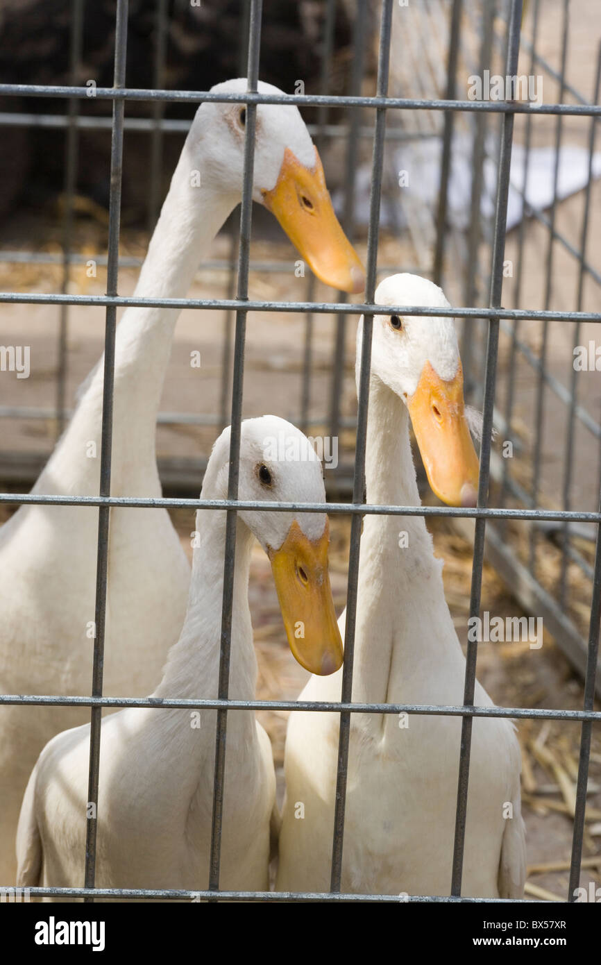 White Indian Runner Ducks (Anas platyrhynchos). Domestic breed. Caged ...